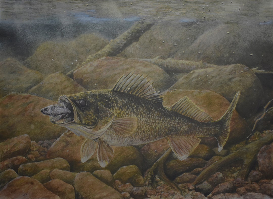 Walleye Watercolor Painting hungry Shadows Print - Etsy