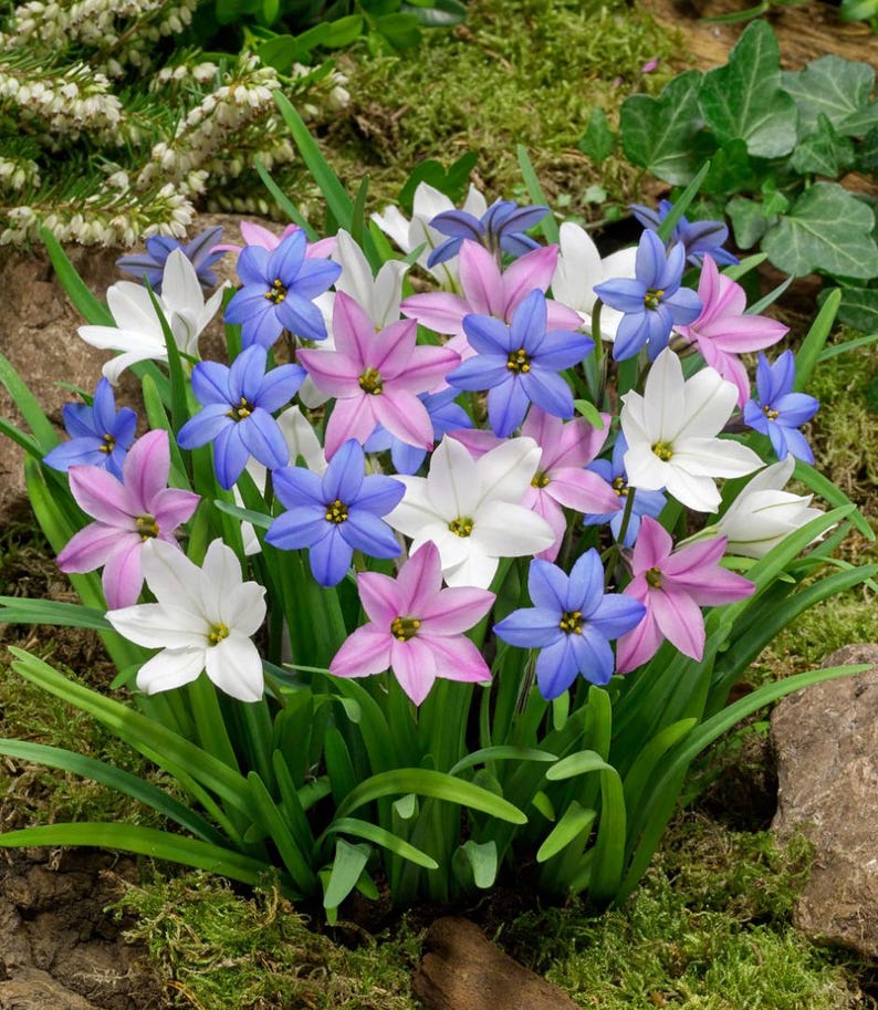 Ipheion Mixed Color Bulbs: Spring Flowering Star Flowers - Etsy UK