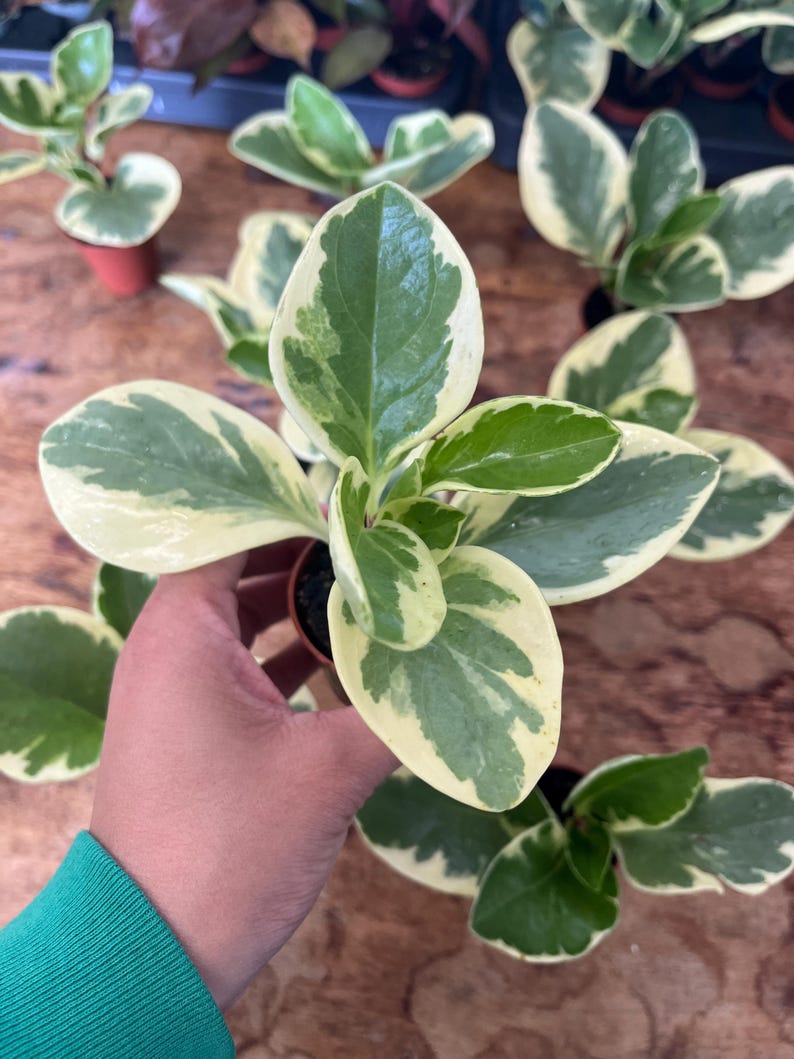 Peperomia Obtusifolia 'variegata‘ (variegated Baby Rubber Plant ...
