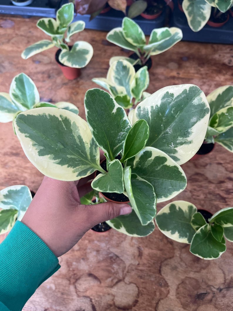 Peperomia Obtusifolia 'variegata‘ (variegated Baby Rubber Plant ...