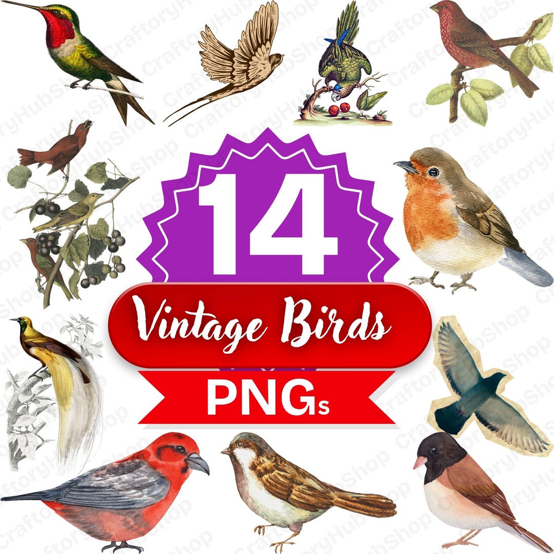Vintage Birds PNG Clipart Bundle Printable Bird Elements, 300 DPI ...