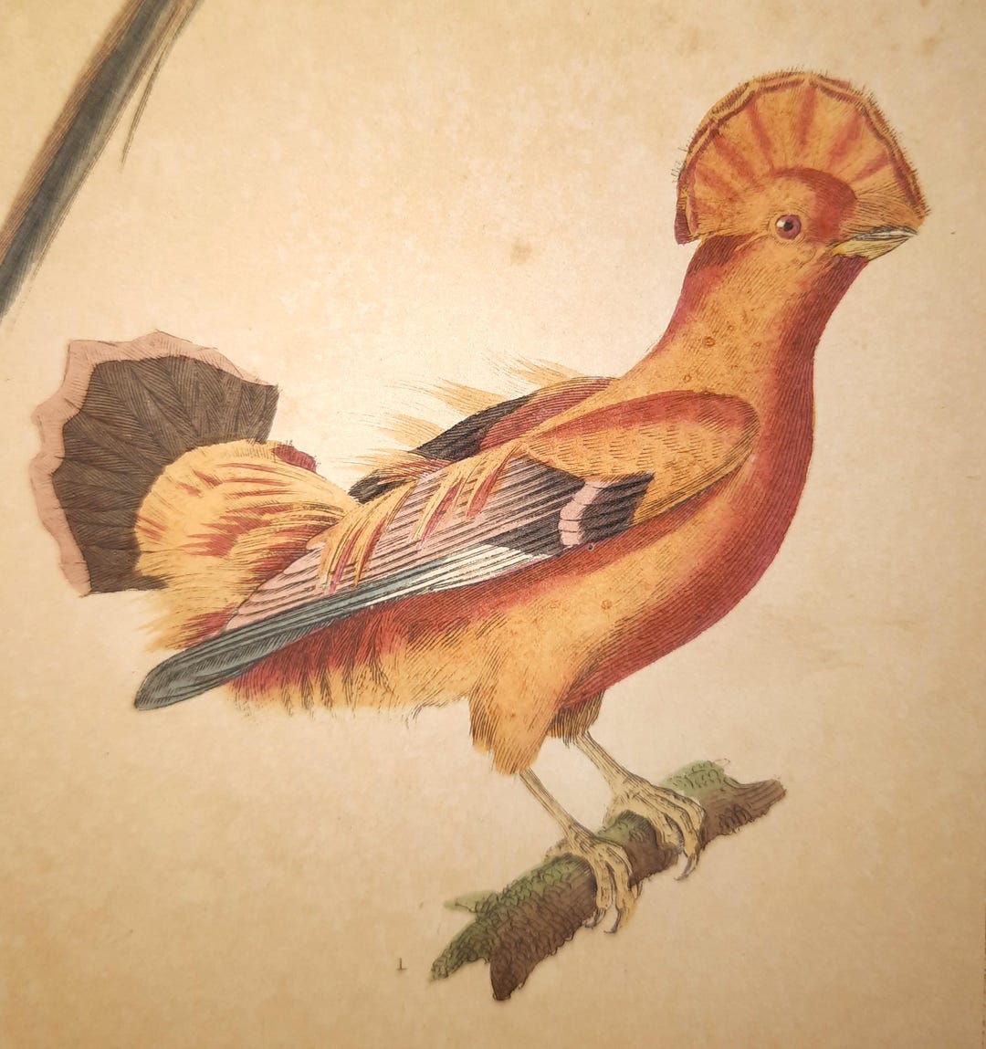 Original 19th-century “le Coq De Roche / Le Colloq”, Hand-coloured Bird ...