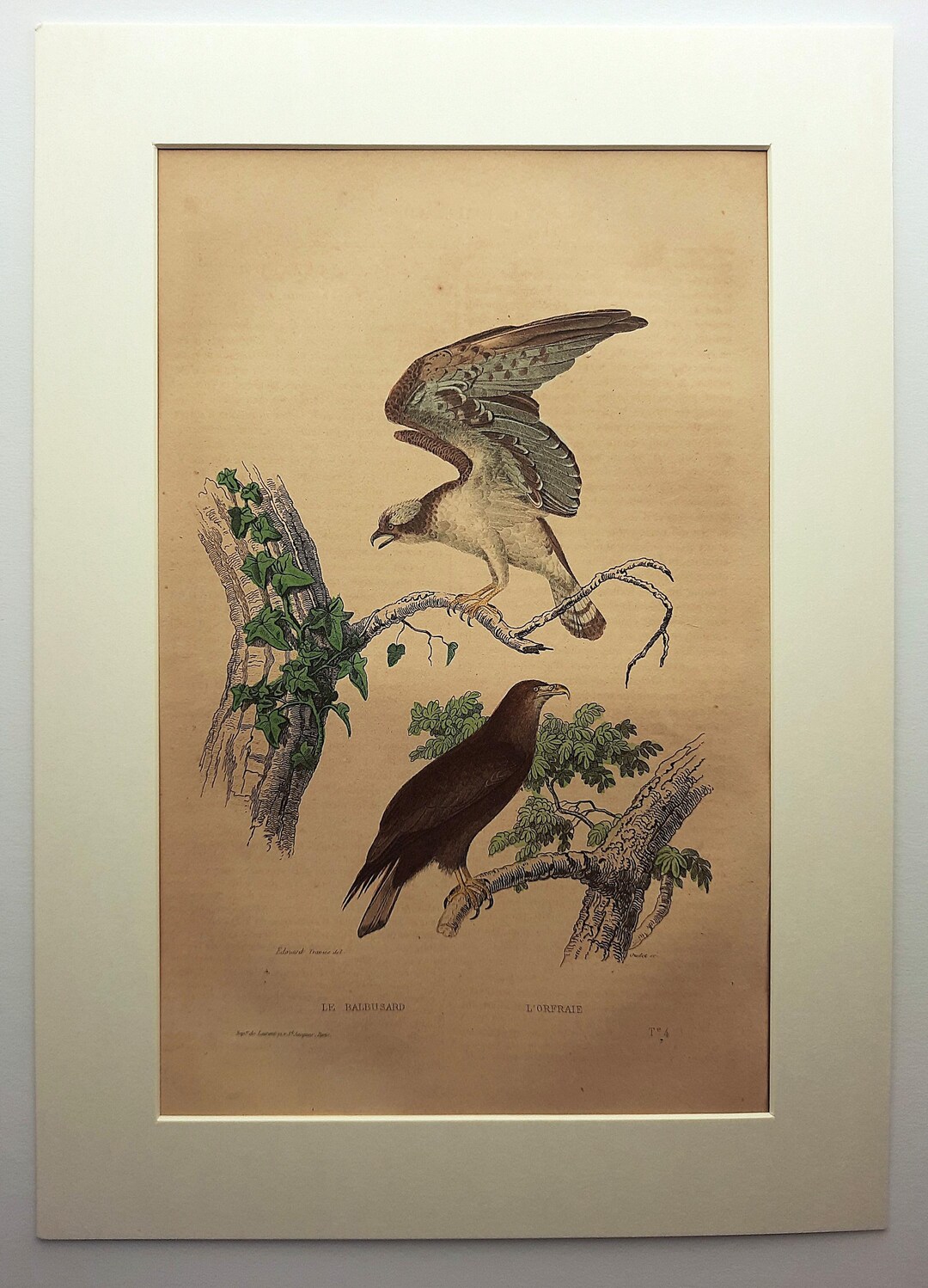 Antique C.1850 French Hand-colored Bird Engraving, Balbuzard Et Orfraie ...