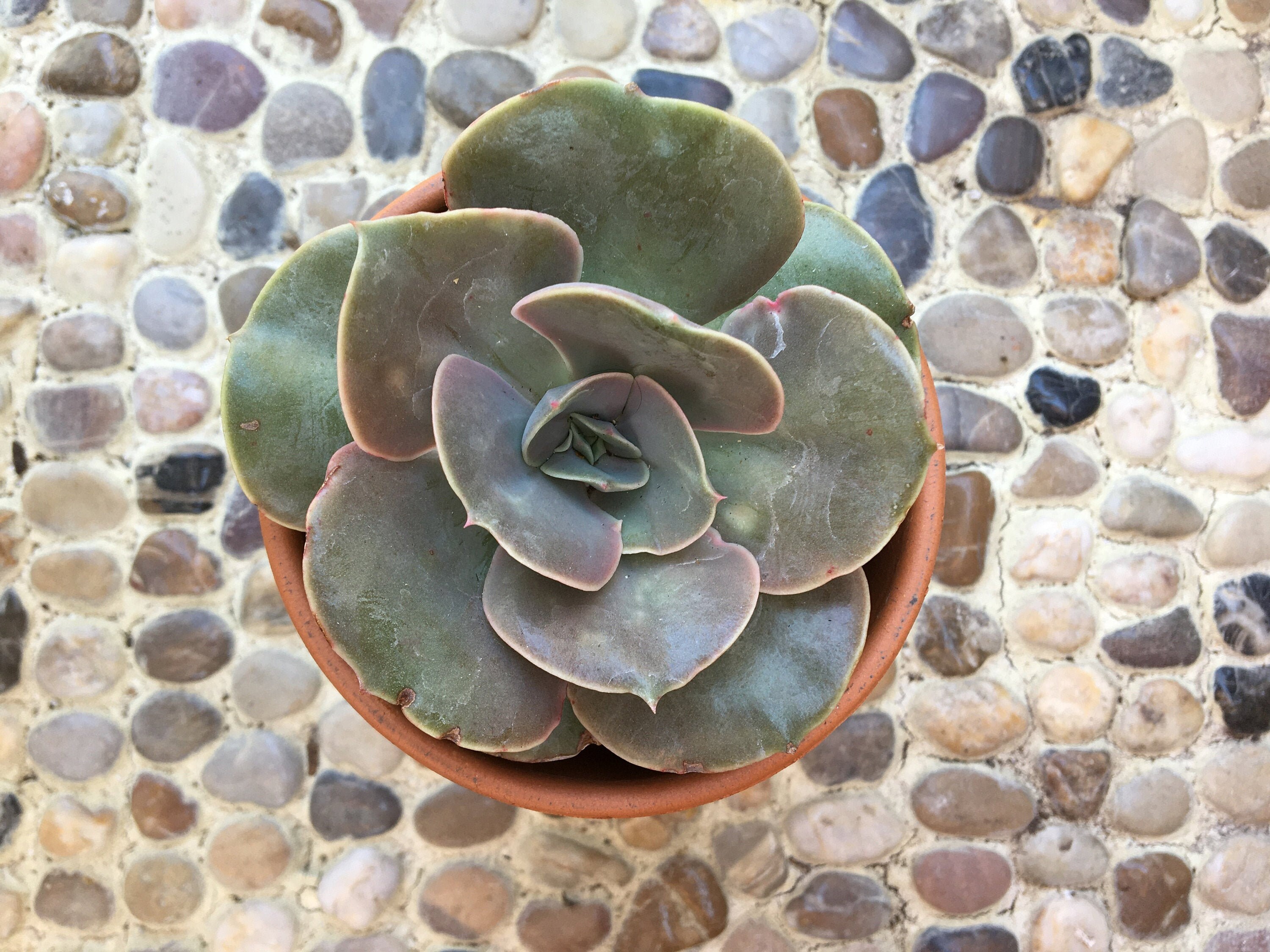 Echeveria Xanthe Rose Succulent Live Succulent and | Etsy