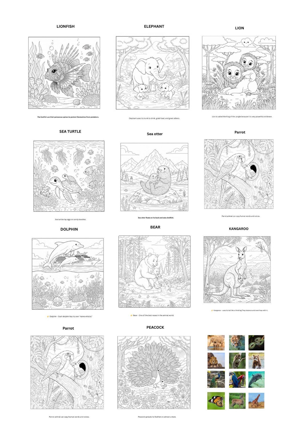 Animal Coloring Pages With Facts: Homeschool Activity (PDF) - Etsy