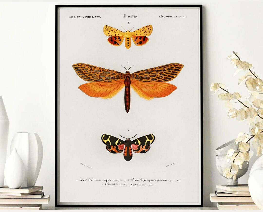 Vintage Moth Entomology Wall Art Print, Scientific Insect Illustration ...