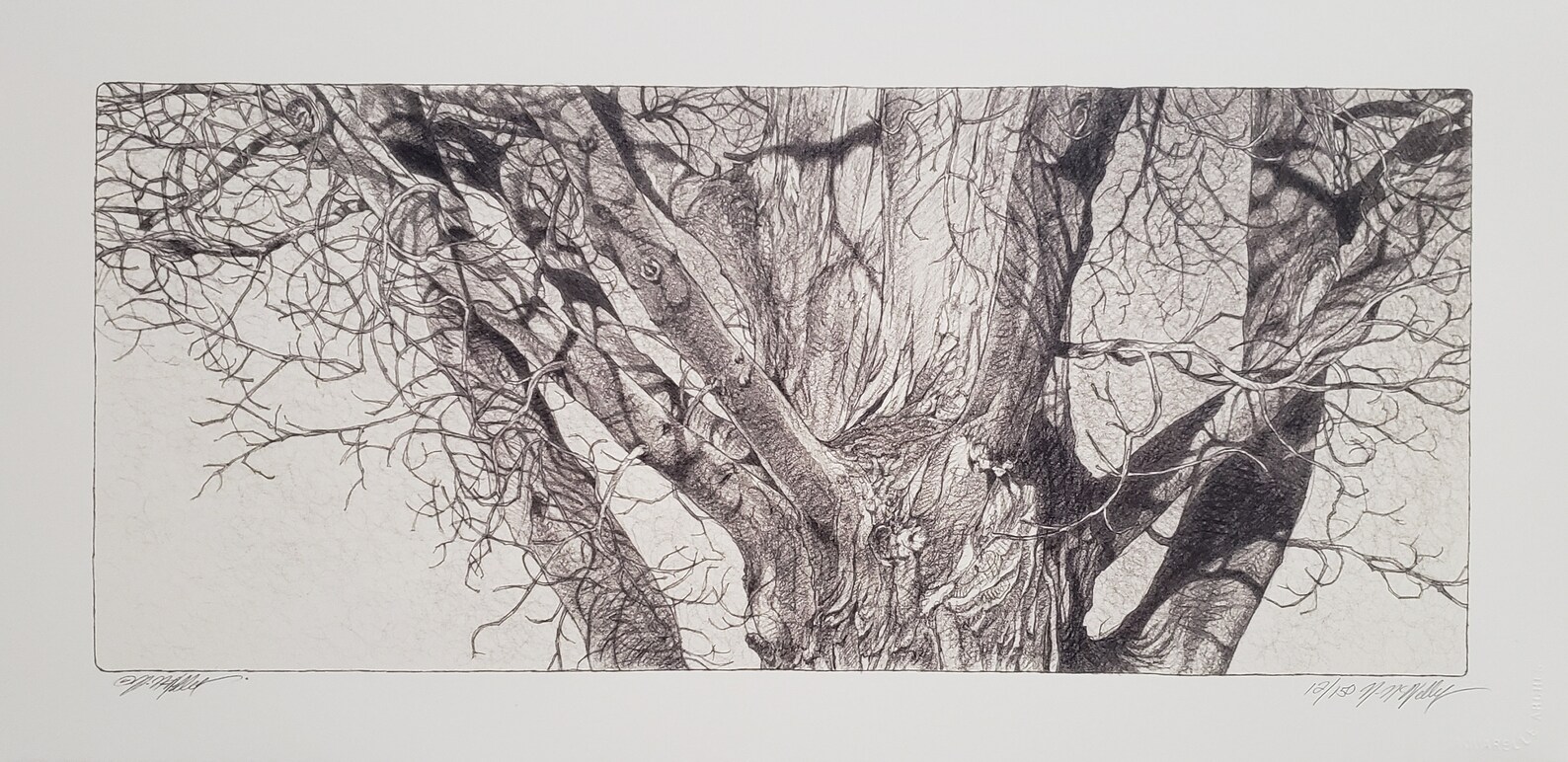 Old Tree Portrait Limited Edition Giclee' Print - Etsy