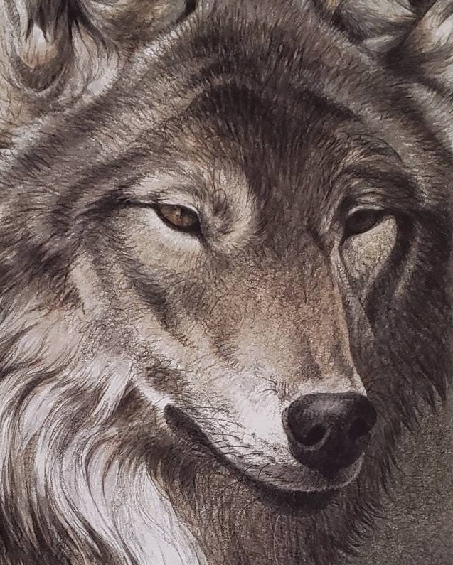 Grey Wolf Limited Edition Giclee' Print-signed & Numbered - Etsy
