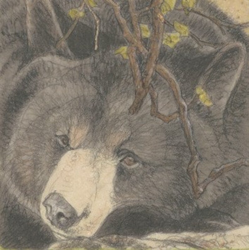 Black Bear Matted/signed Giclee Print - Etsy