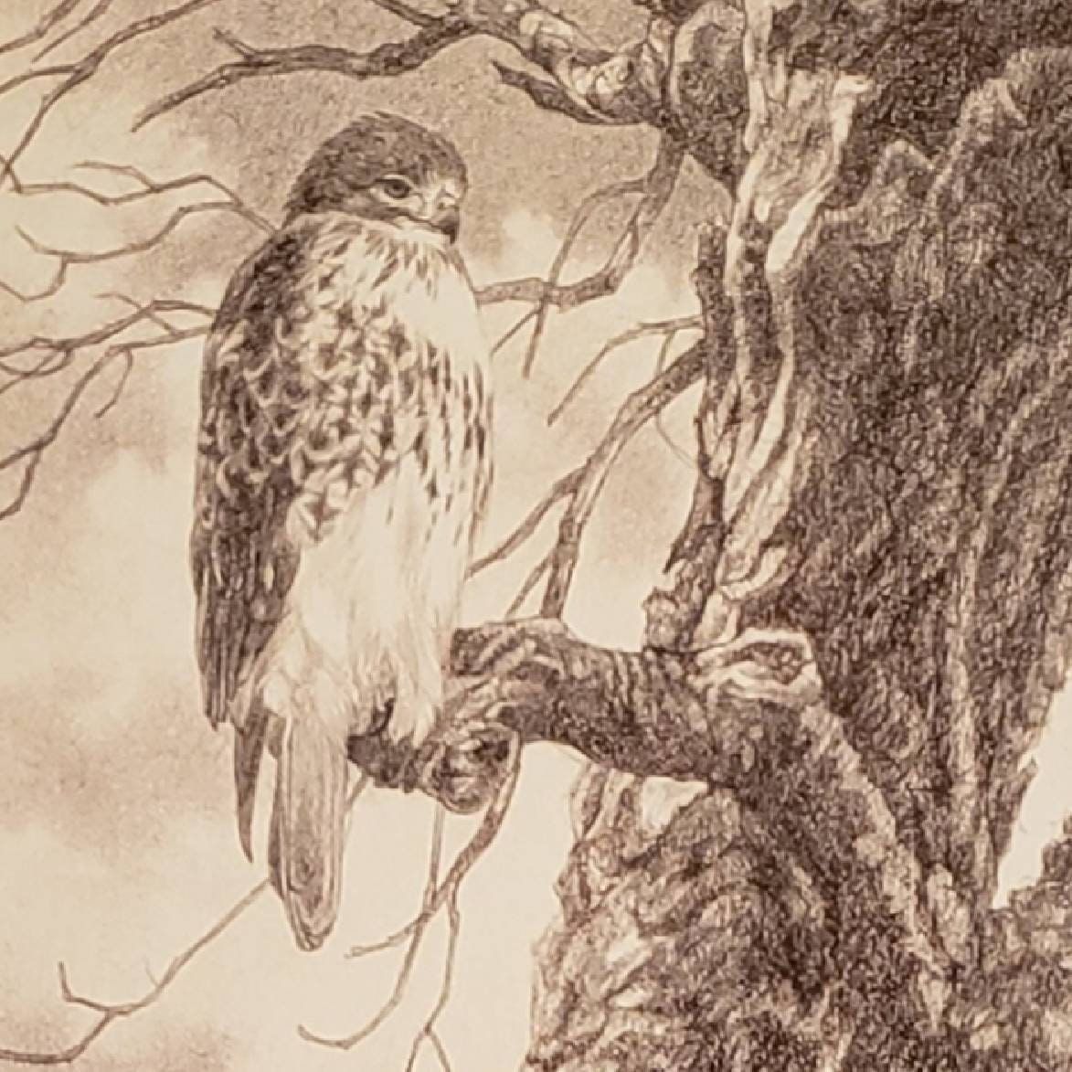 Silent Hawk