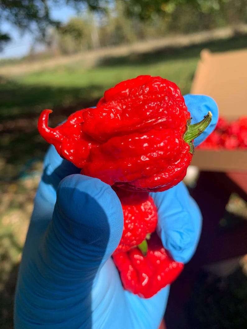 Deadpool Pepper Seeds (8) SUPER HOT - Limited Supply - Etsy