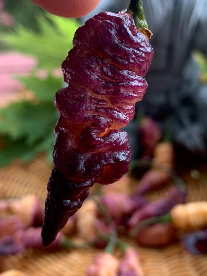 Thor’s Thunderbolt Pepper Seeds (15) - Etsy