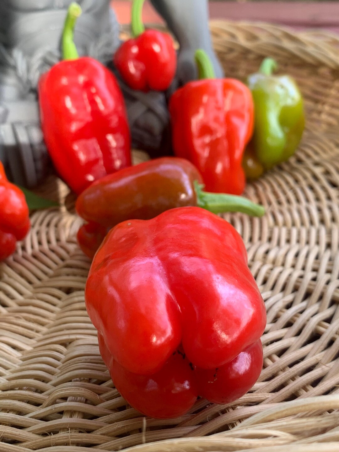 Cajun Belle Pepper Seeds (15) - Etsy