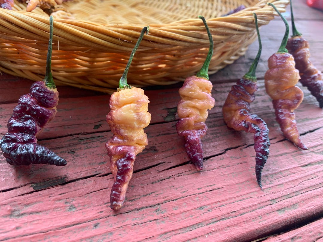 Thor’s Thunderbolt Pepper Seeds - Etsy