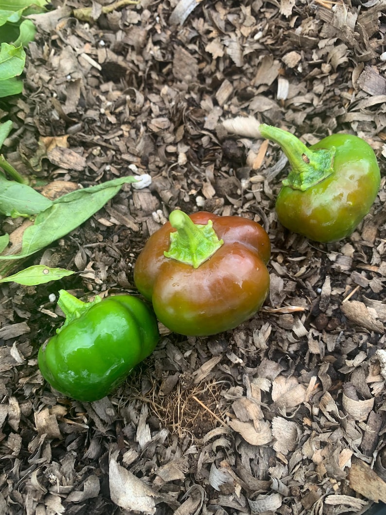 Mini Sweet Bell Peppers (dwarf Plant) 15 Seeds - Etsy