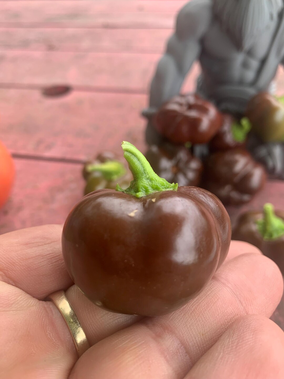 Mini Sweet Bell Peppers (dwarf Plant) 15 Seeds - Etsy