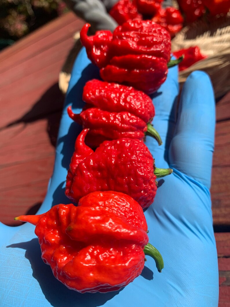 Deadpool Pepper Seeds (8) SUPER HOT - Limited Supply - Etsy