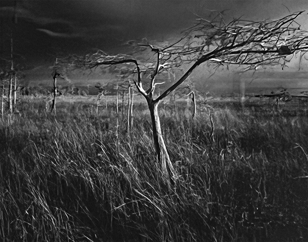 Everglades National Park 1 by Jeff Ripple, Florida, Signed and Numbered ...