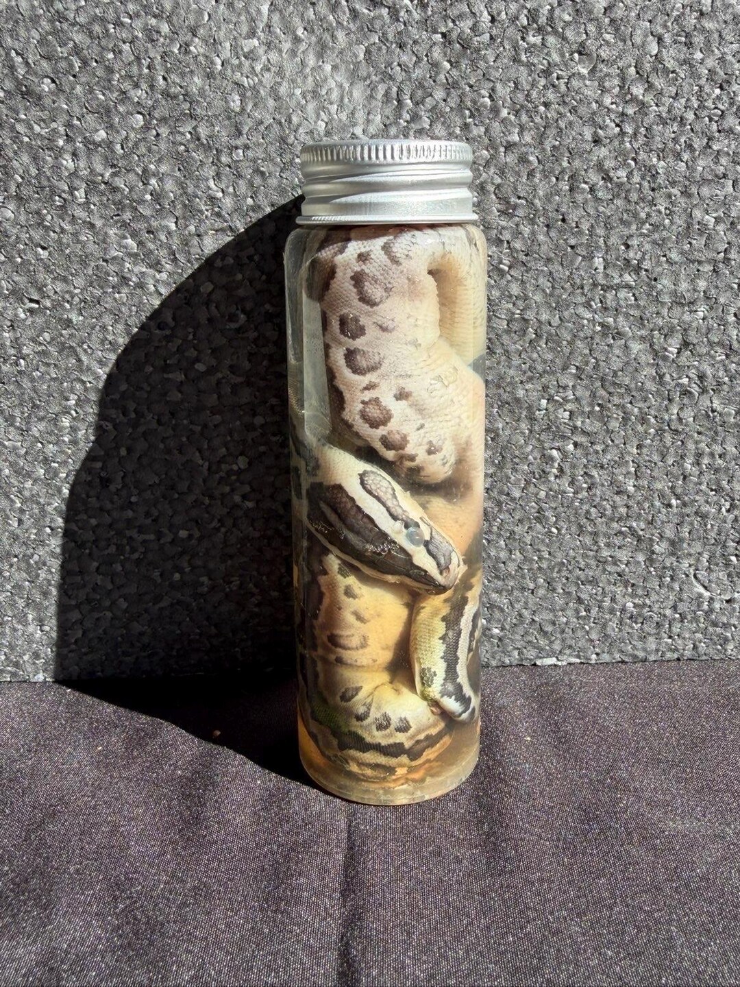 Deformed Snake Wet Specimen - Etsy