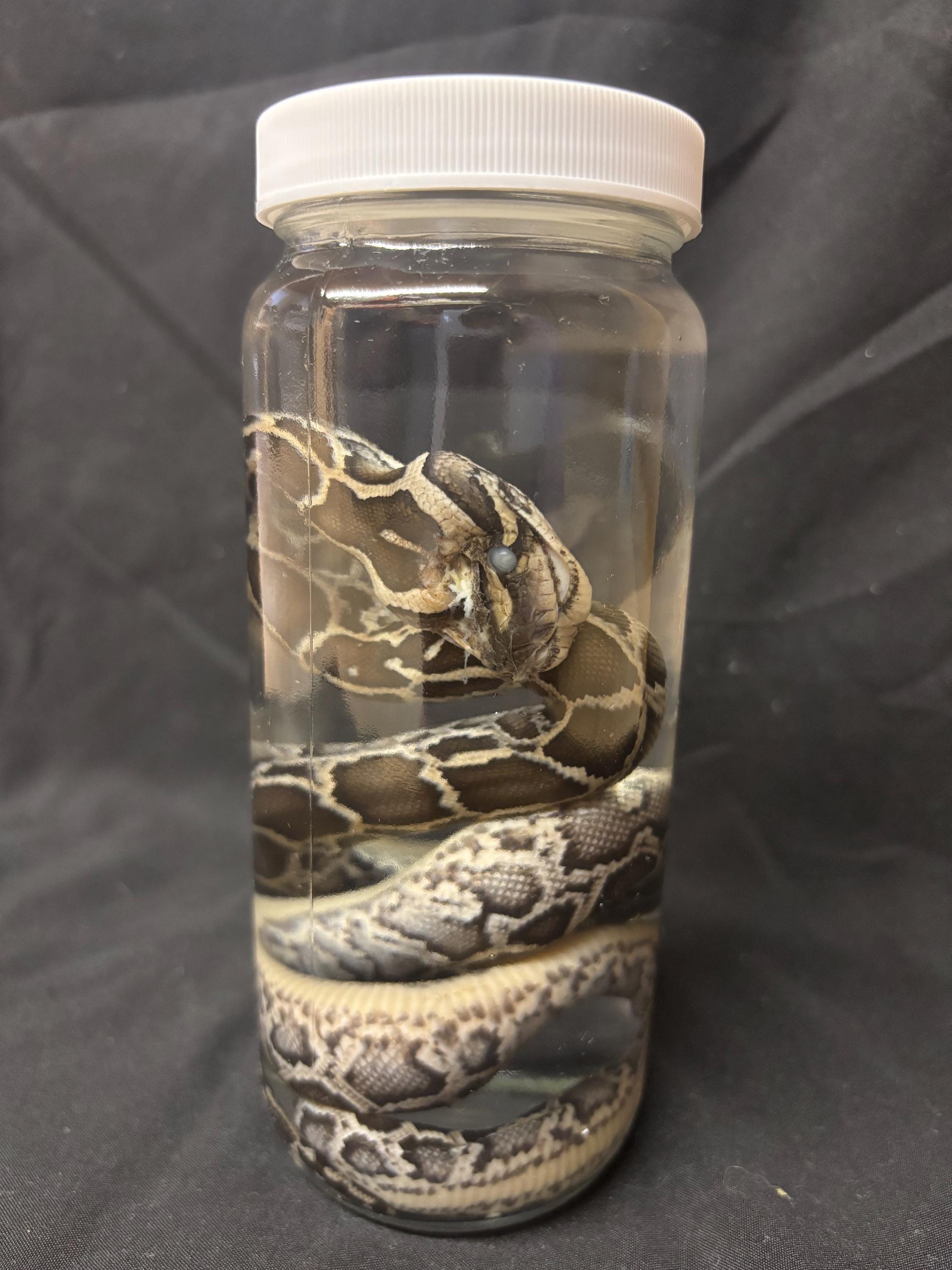 Python Wet Specimen - Etsy
