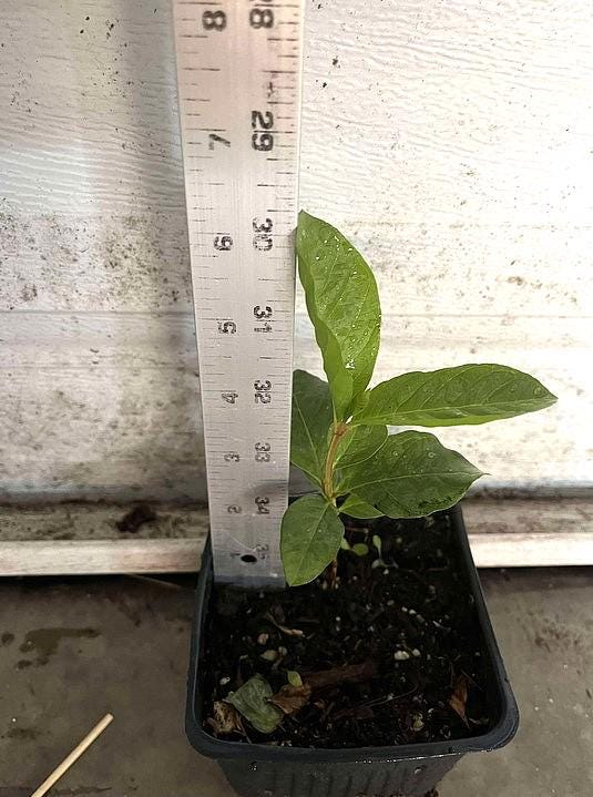 Pink Guava Tree Live Plant - Sweet Guava 7-8 Inch Tall 4 Inch Pot ...