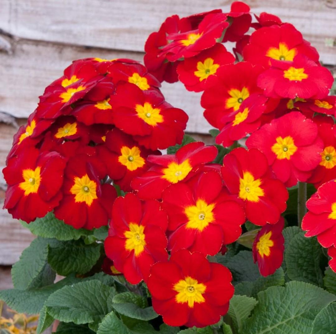 Primrose Red Live Plant - 3-6" Tall - 4" Pot - Bright Red Blooming ...