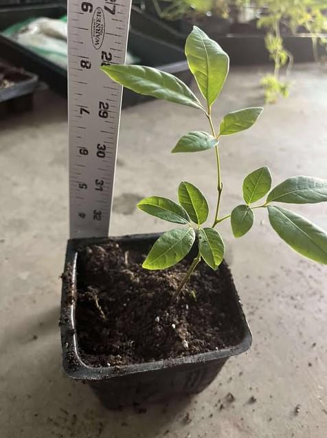 Longan Fruit Starter Plant - 8-10" Tall Including 4" Pot - Well Rooted ...