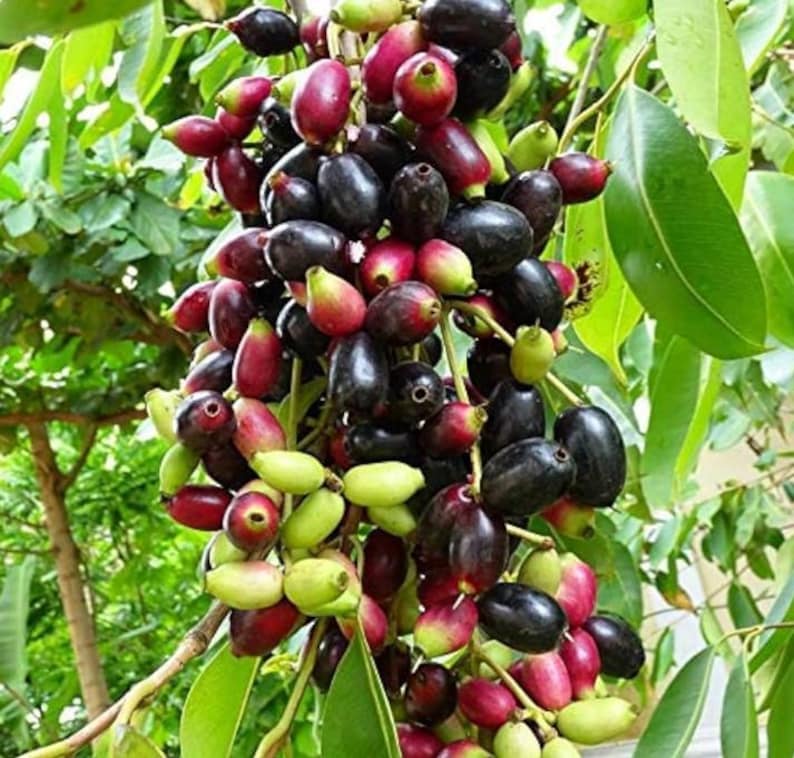 Java Plum Live Plant - 2.5ft Tall - 1 Gallon Pot - Syzygium Cumini ...