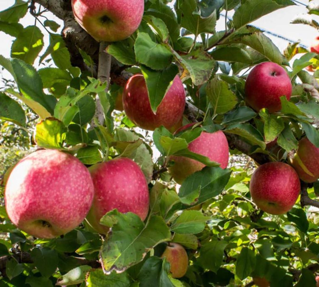Pink Lady Apple Live Tree - 18-24" Tall - Malus Domestica ‘cripps Pink ...