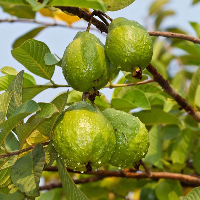 Pink Guava Tree Live Plant - Sweet Guava 7-8 Inch Tall 4 Inch Pot ...