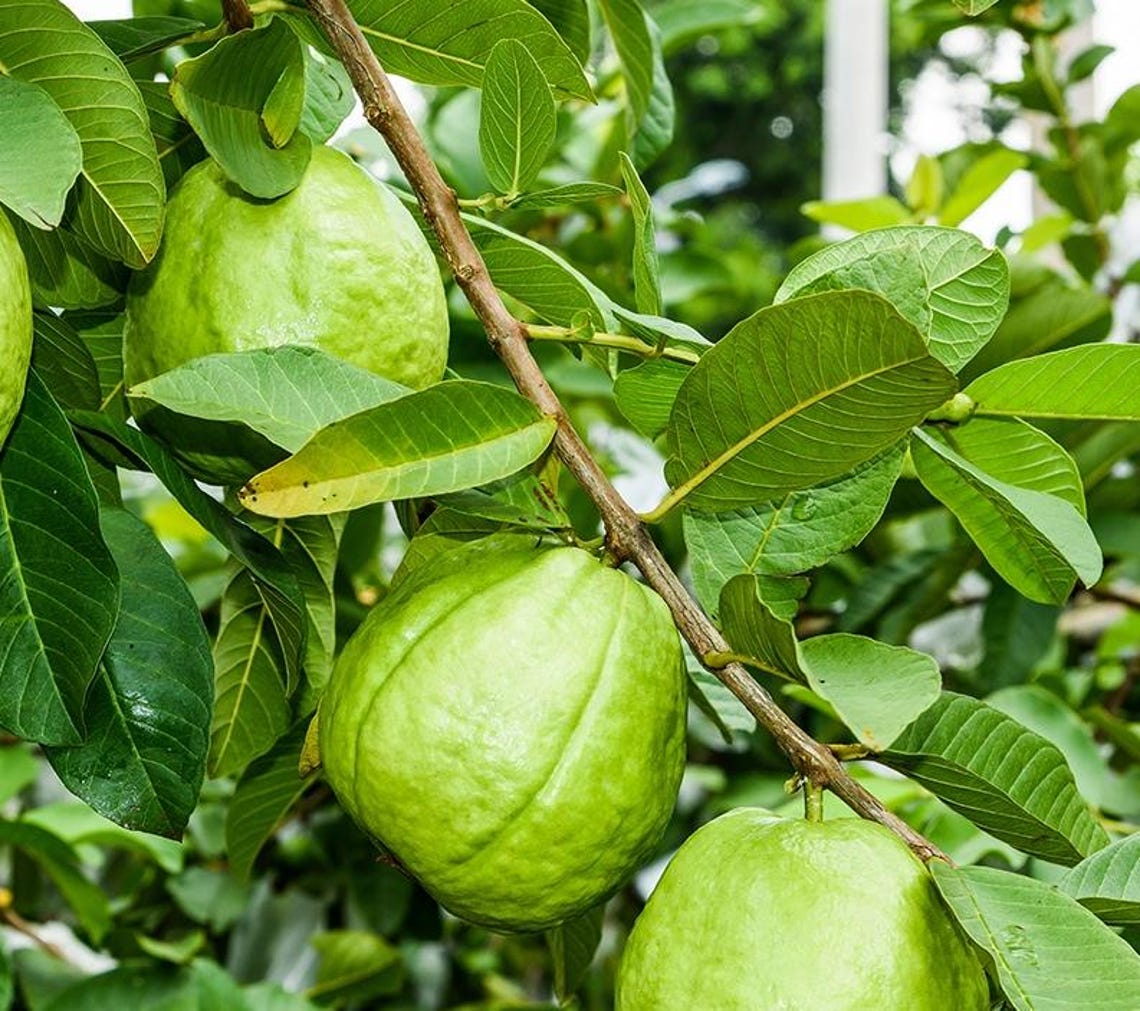 Pink Guava Tree Live Plant - Sweet Guava 7-8 Inch Tall 4 Inch Pot ...