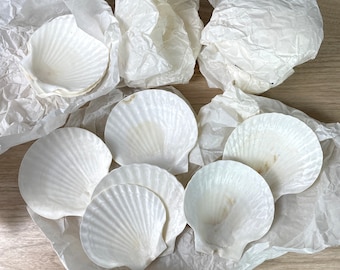 Shells From Japan - Etsy