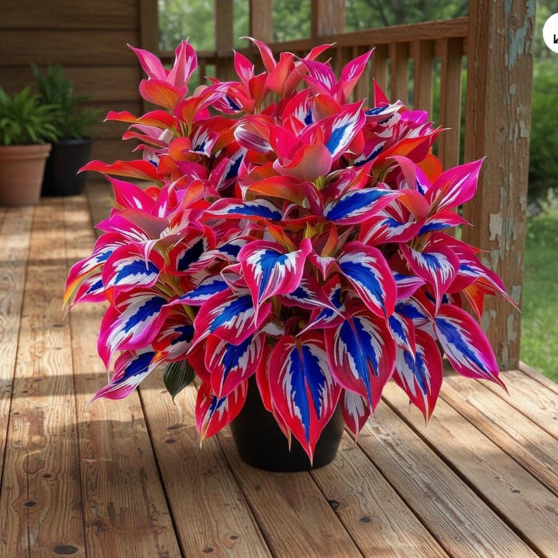 100 Rare Hosta Seeds – White & Red Hosta With Blue Variations ...