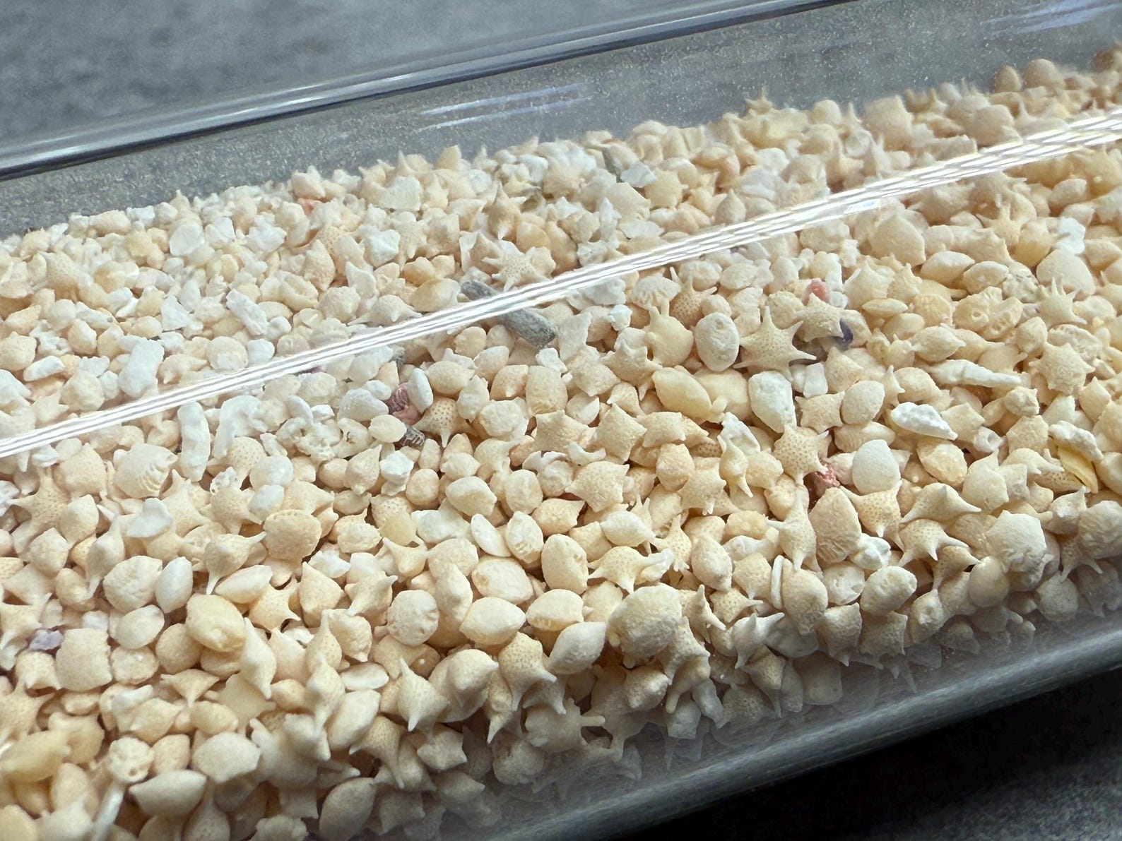 Japanese Star Sand - Hoshizuna Fossils Lucky Star-shaped Sand in Glass ...