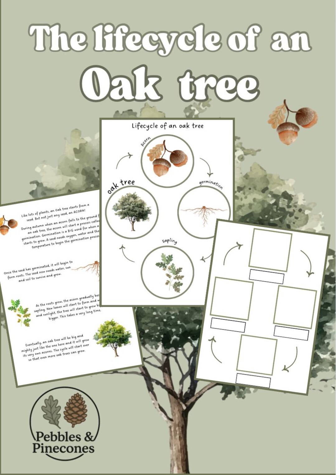 The Lifecycle of an Oak Tree, Home Education Resources, Home Ed ...