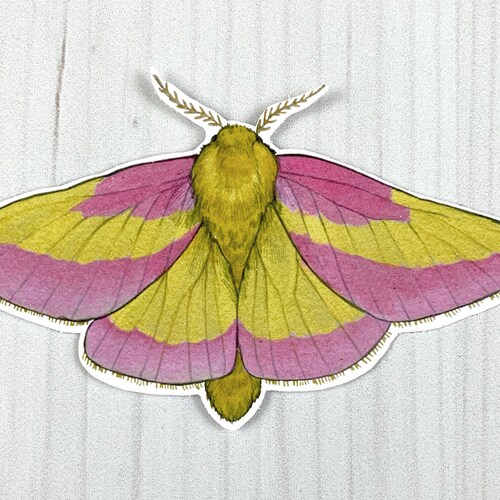 Rosy Maple Moth Vinyl Sticker - Etsy
