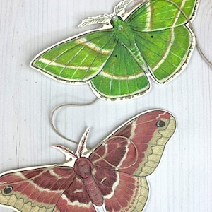 Colorful Moth Illustrated Garland - Etsy
