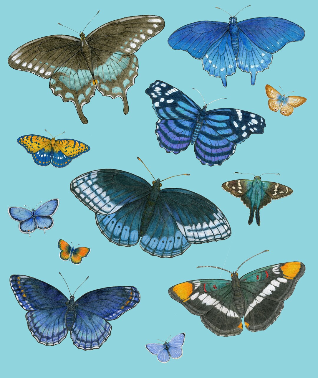 Blue Flutter - 8x10 Archival Print - Etsy