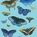 Blue Flutter 8x10 Archival Print - Etsy