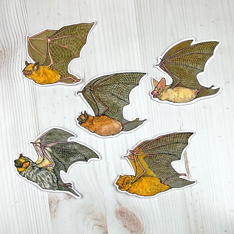 Tricolored Bat Vinyl Sticker - Etsy