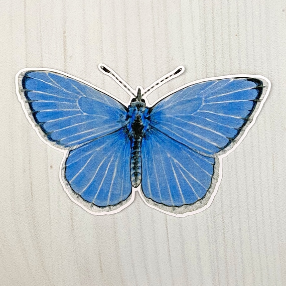 Spring Azure Butterfly