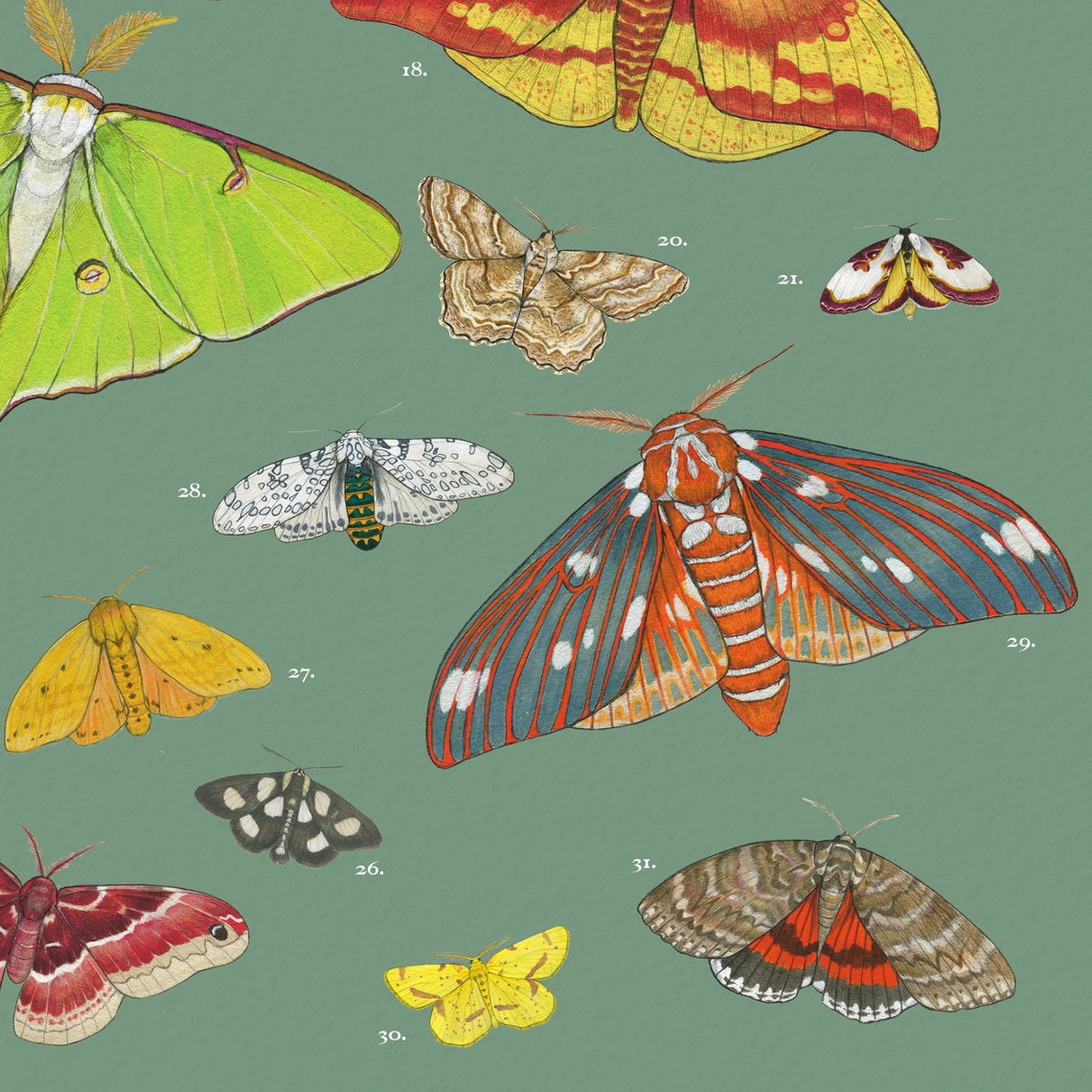 Eastern US Moths - 12x16" Archival Print - Etsy