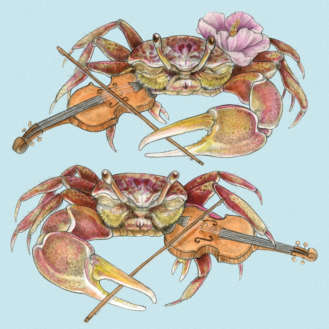 Fiddler Crabs - 8x8 " Archival Print - Etsy