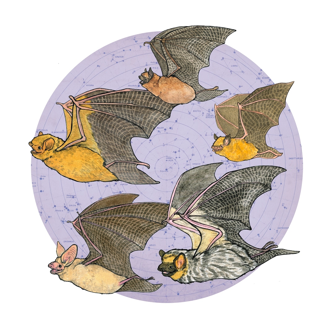 Starry Bats - North American Native Bats - Archival Print - Etsy