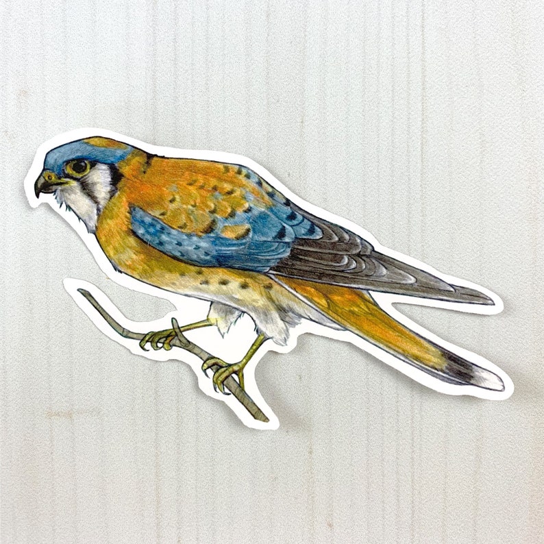 American Kestrel Vinyl Sticker - Etsy