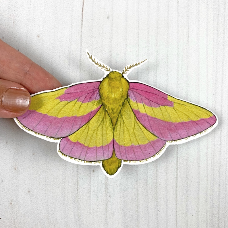 Rosy Maple Moth Vinyl Sticker | Etsy