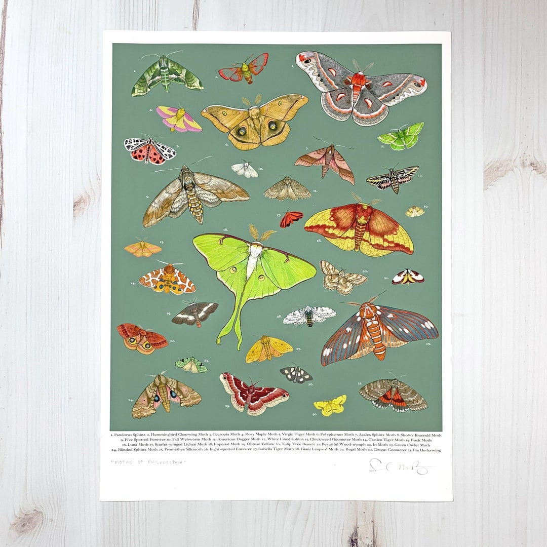Eastern US Moths - 12x16" Archival Print - Etsy
