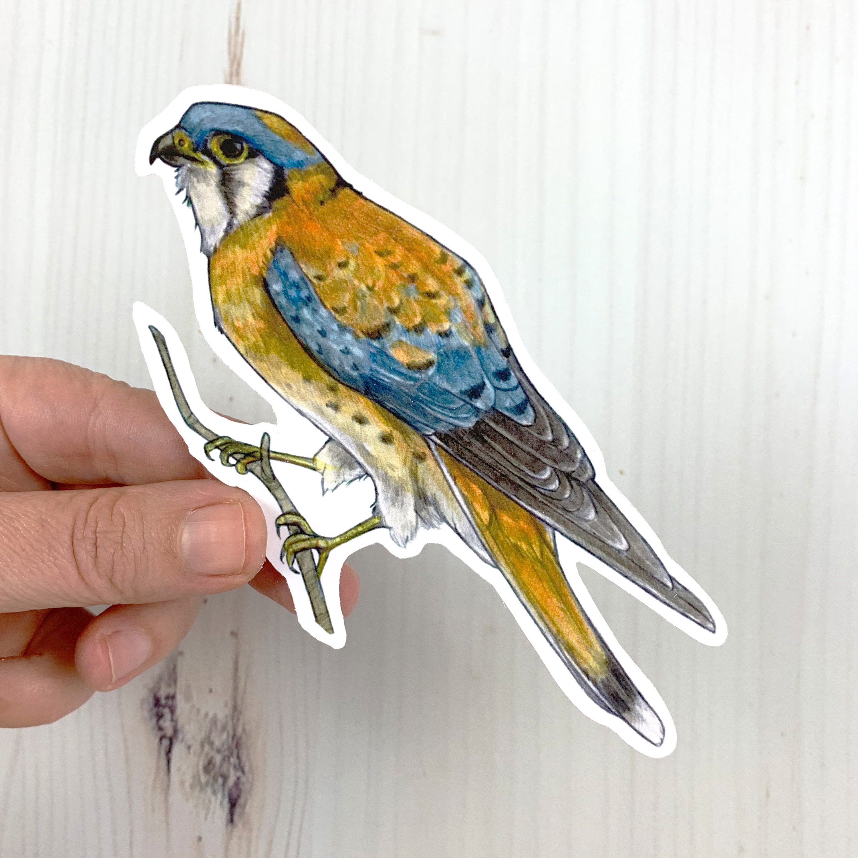 American Kestrel Vinyl Sticker - Etsy