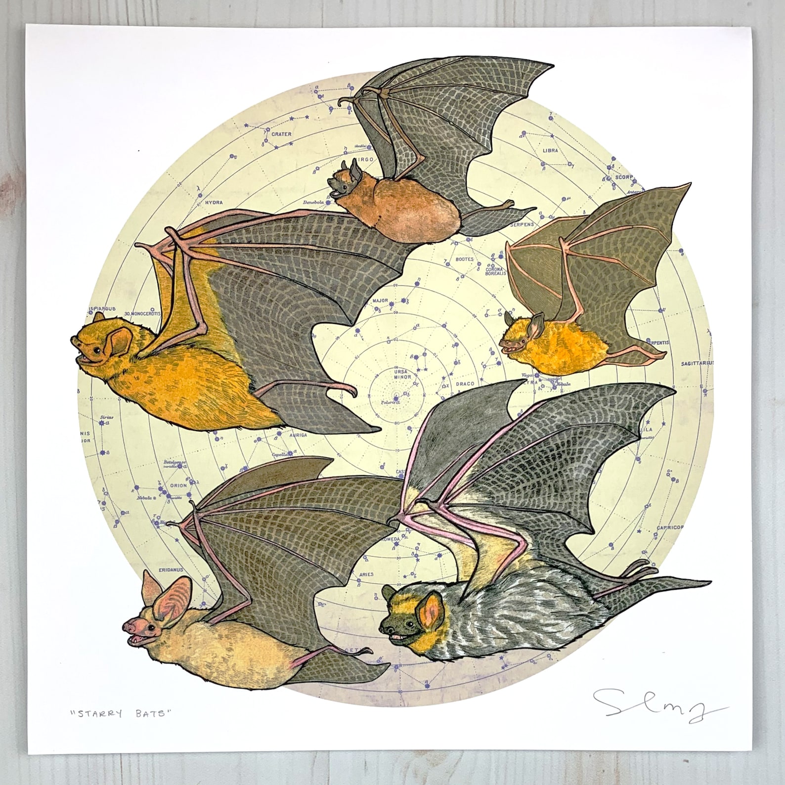Starry Bats - North American Native Bats - Archival Print - Etsy