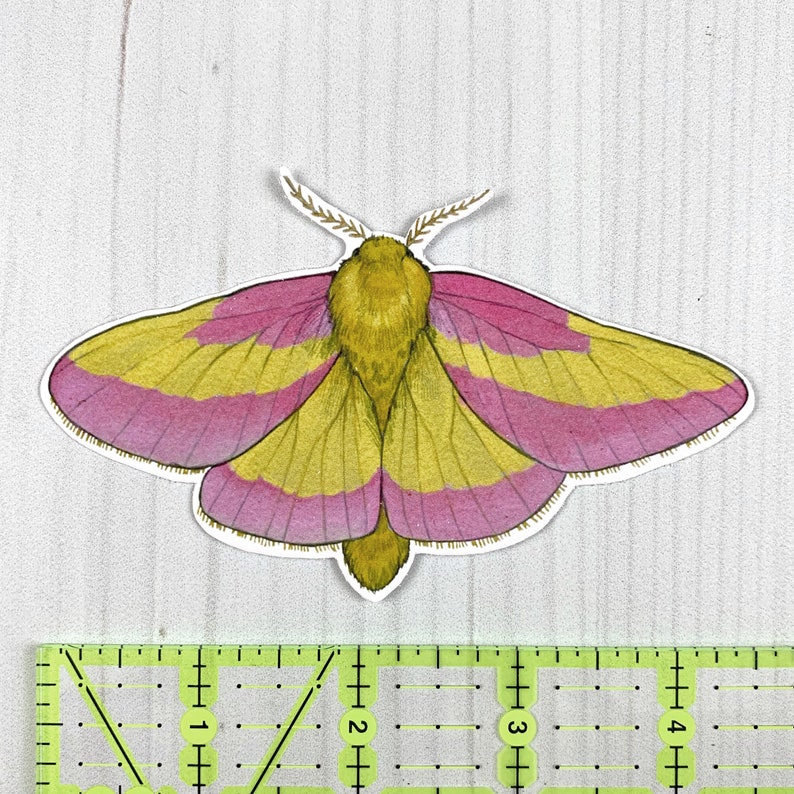 Rosy Maple Moth Vinyl Sticker - Etsy